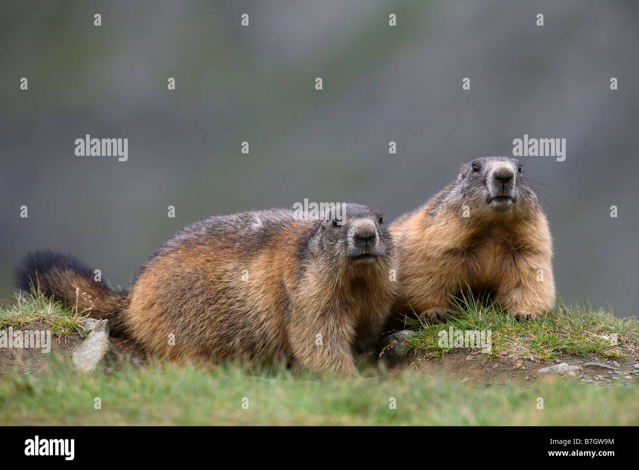 Alpine Marmot (Marmota marmota), couple Stock Photo - Alamy