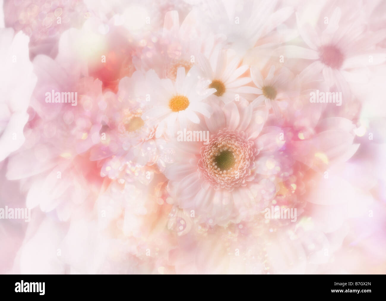 Light Colored Flowers Stock Photo - Alamy