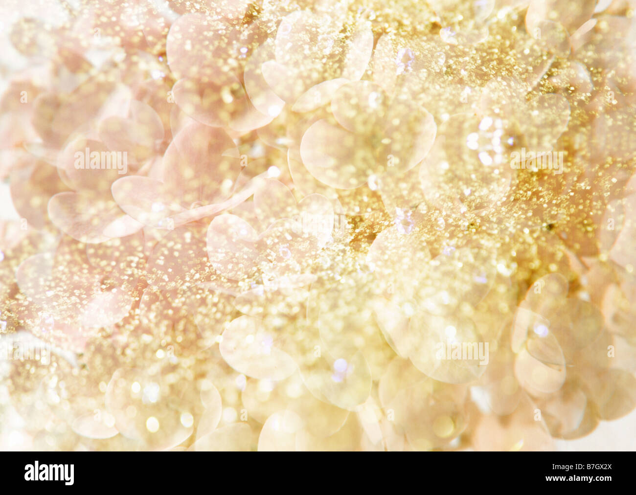 Light Colored Flower Stock Photo - Alamy