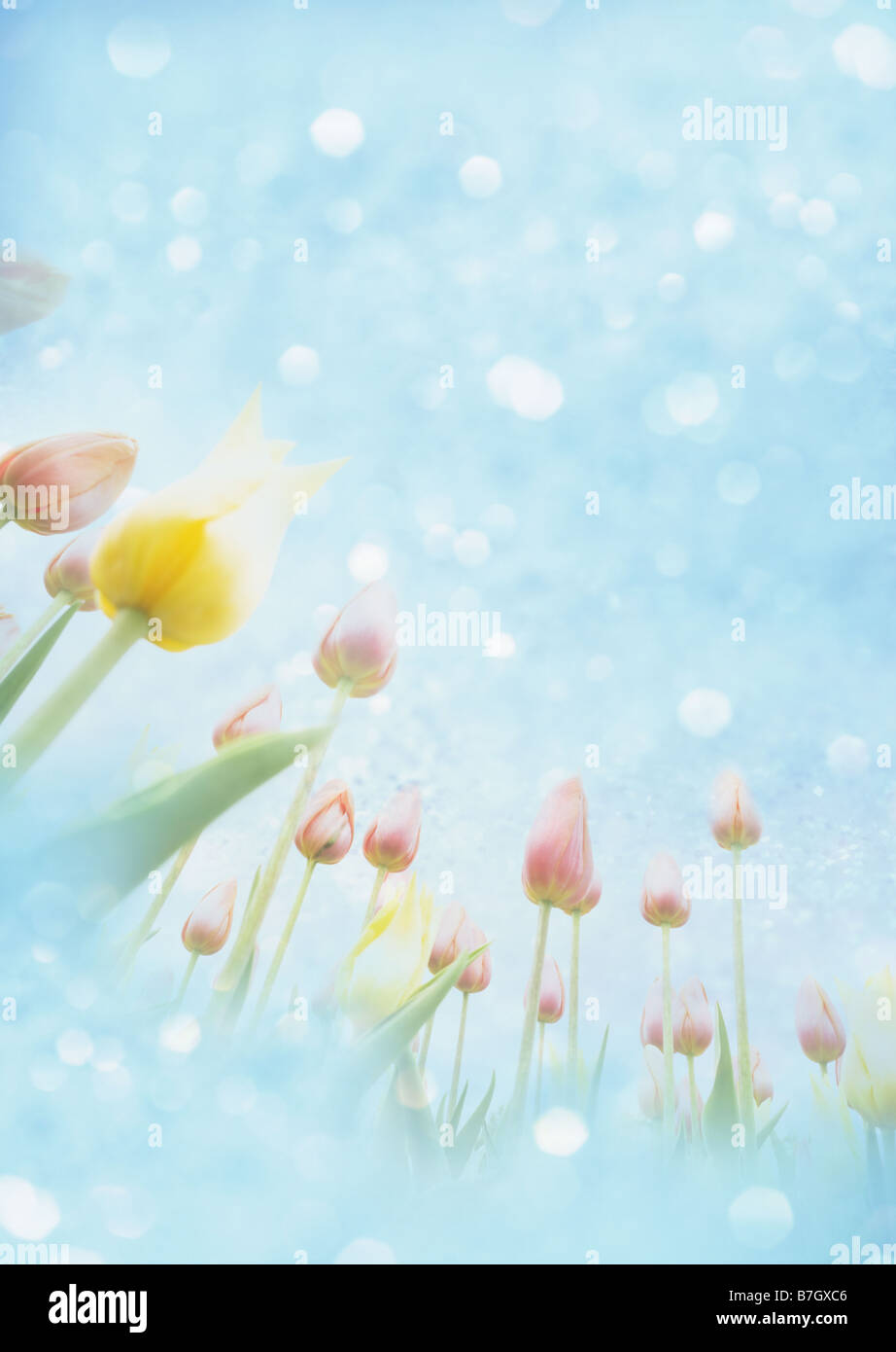 Light Colored Flowers Stock Photo - Alamy