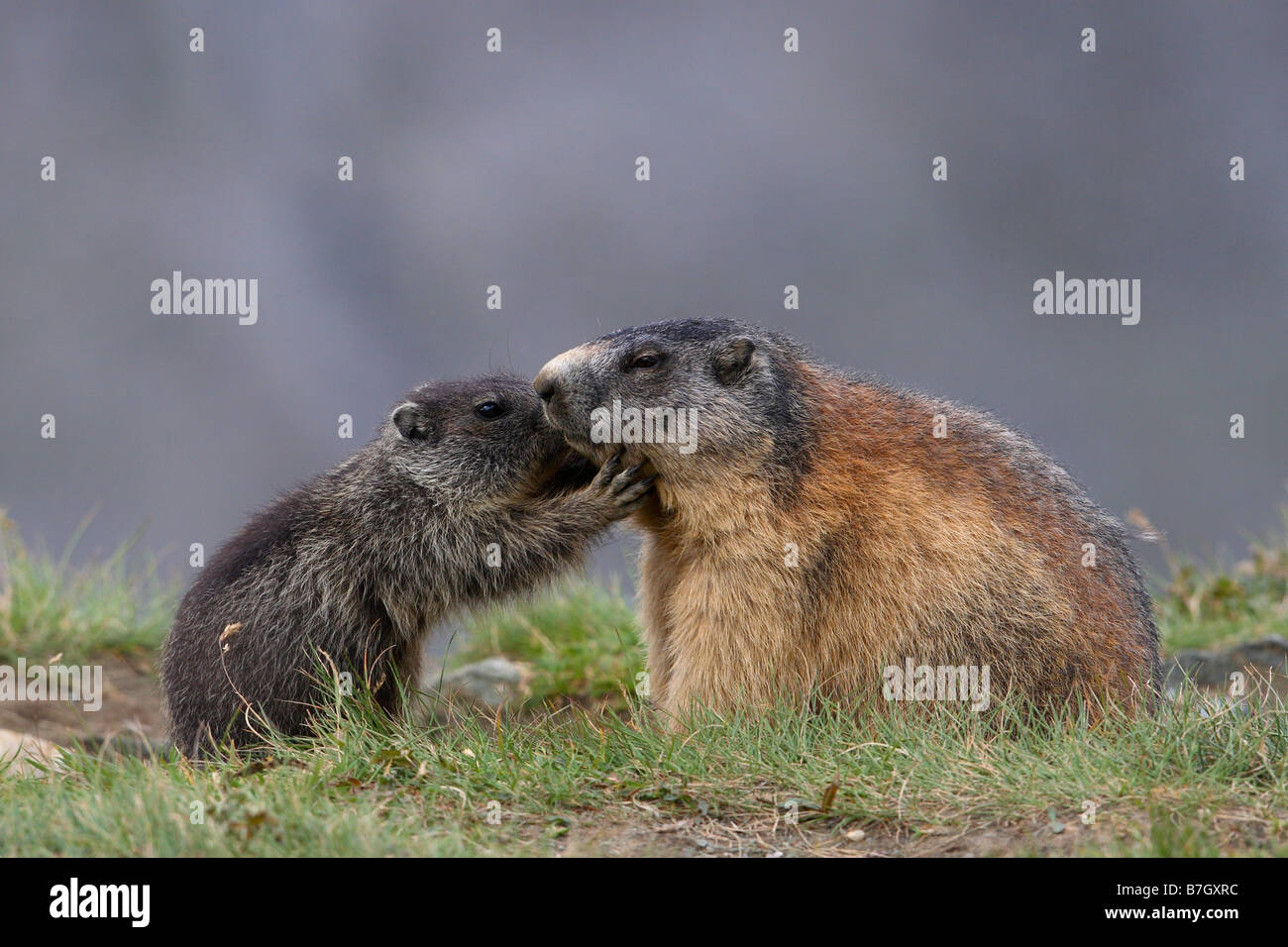 Alpine Marmot (Marmota marmota). Young kissing mother Stock Photo - Alamy