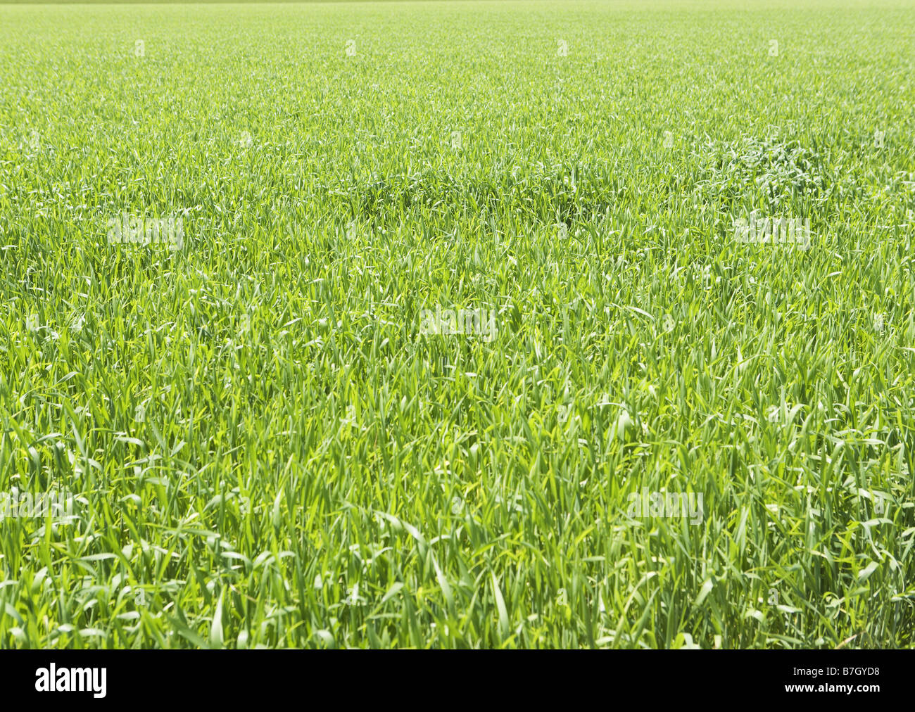 Field of grass Stock Photo - Alamy