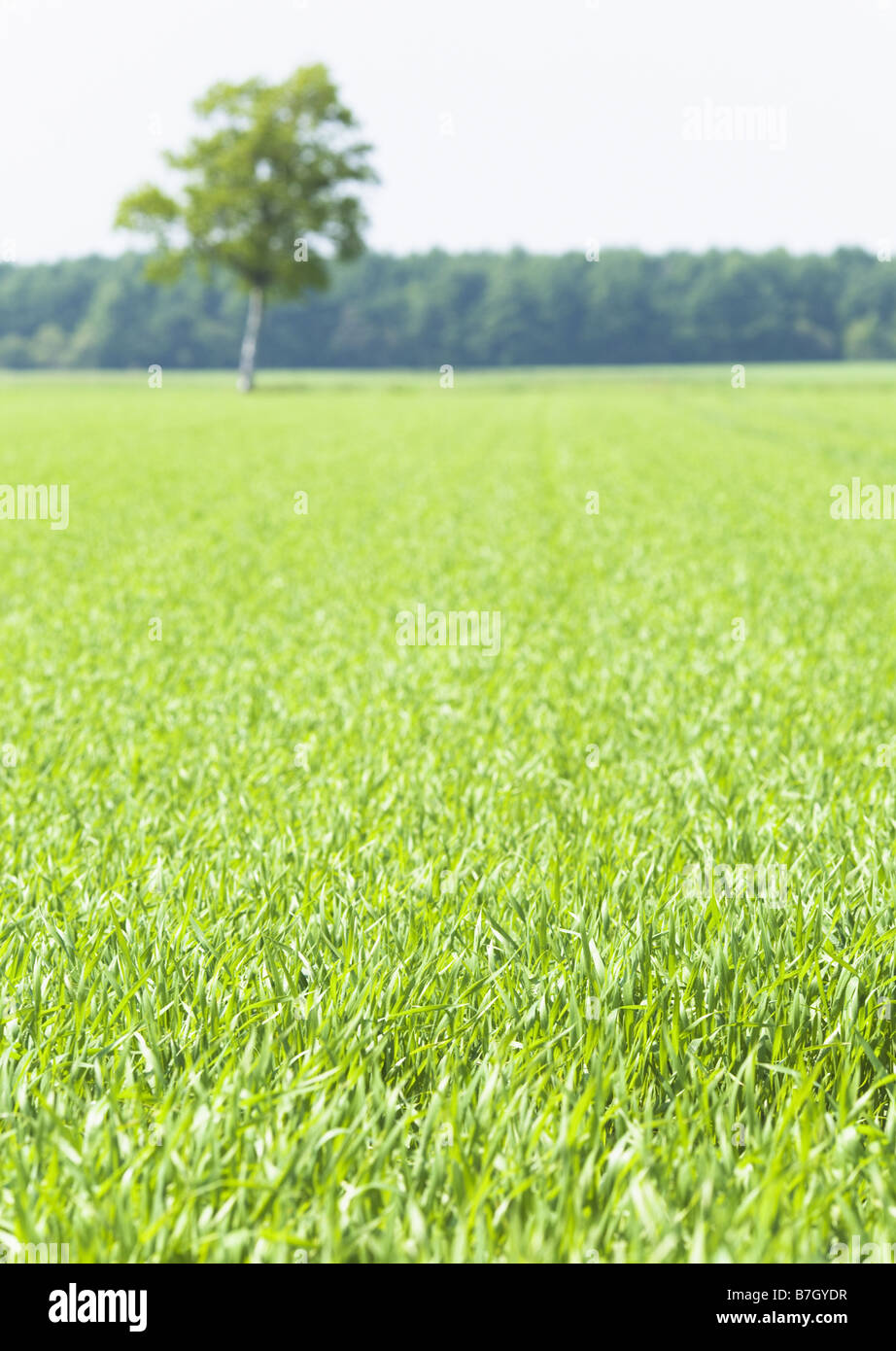 Field of grass Stock Photo - Alamy