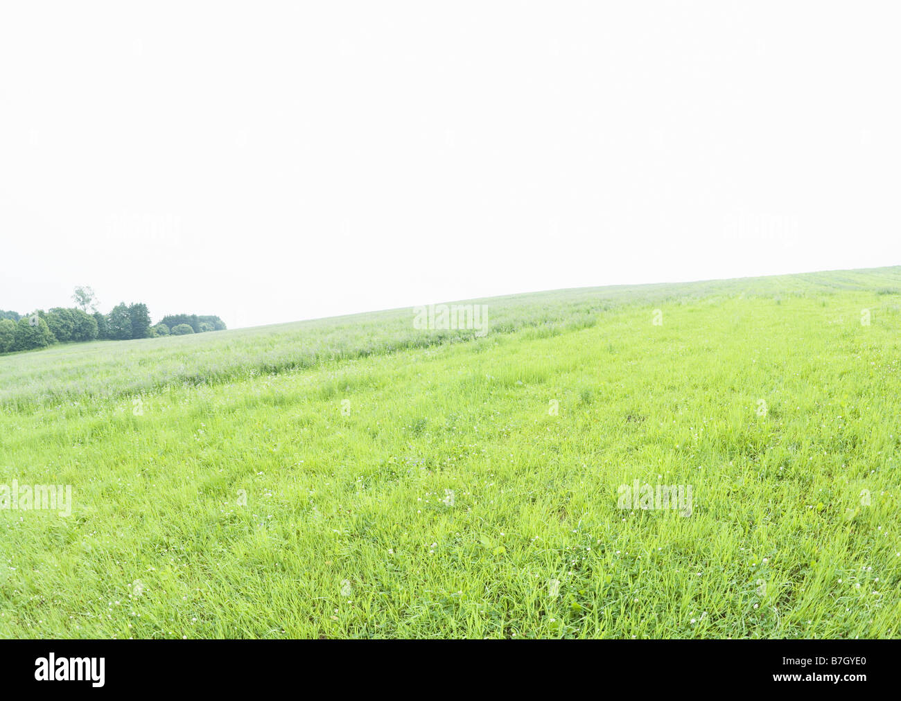 Field of grass Stock Photo - Alamy
