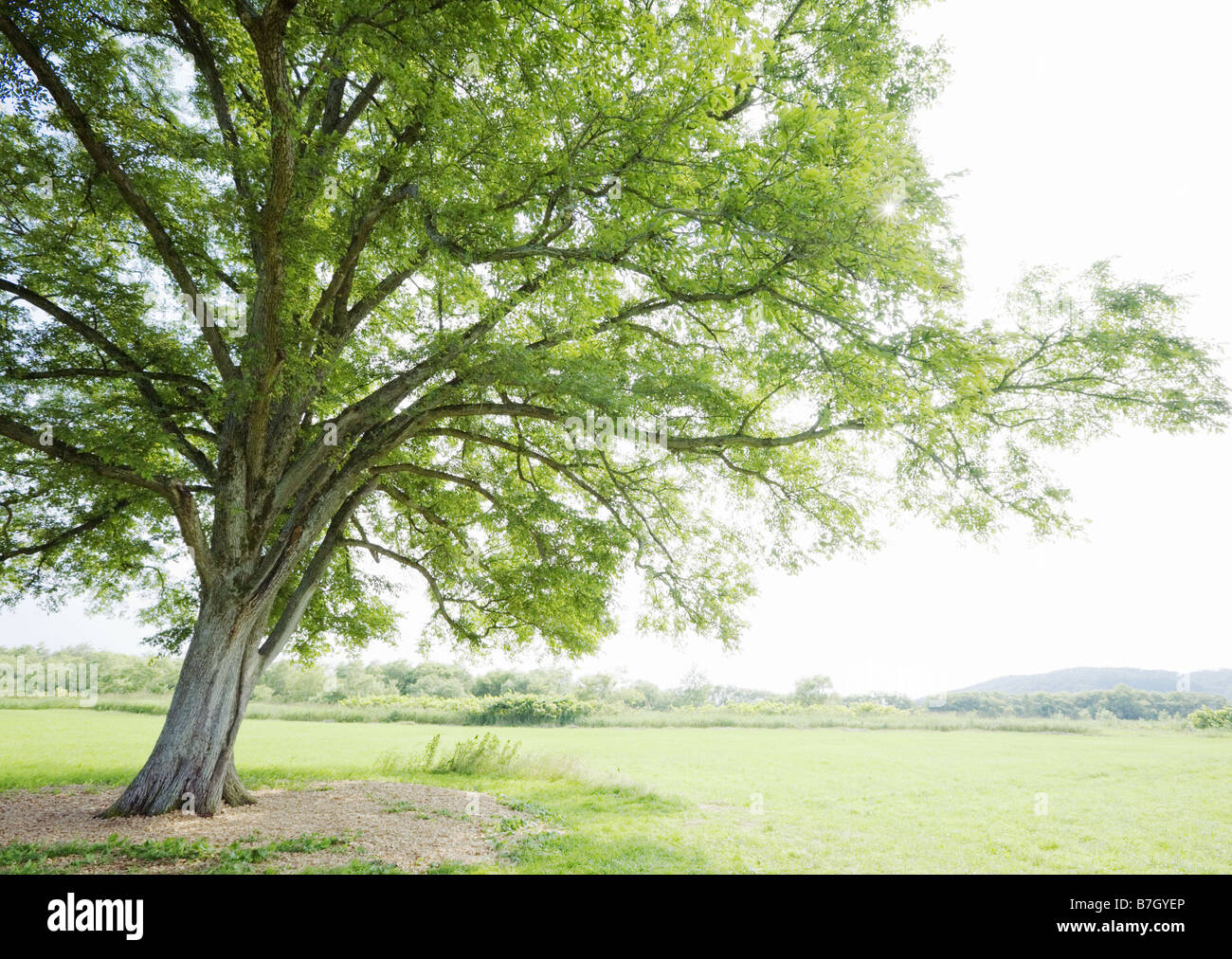 A tree in the field of grass Stock Photo - Alamy