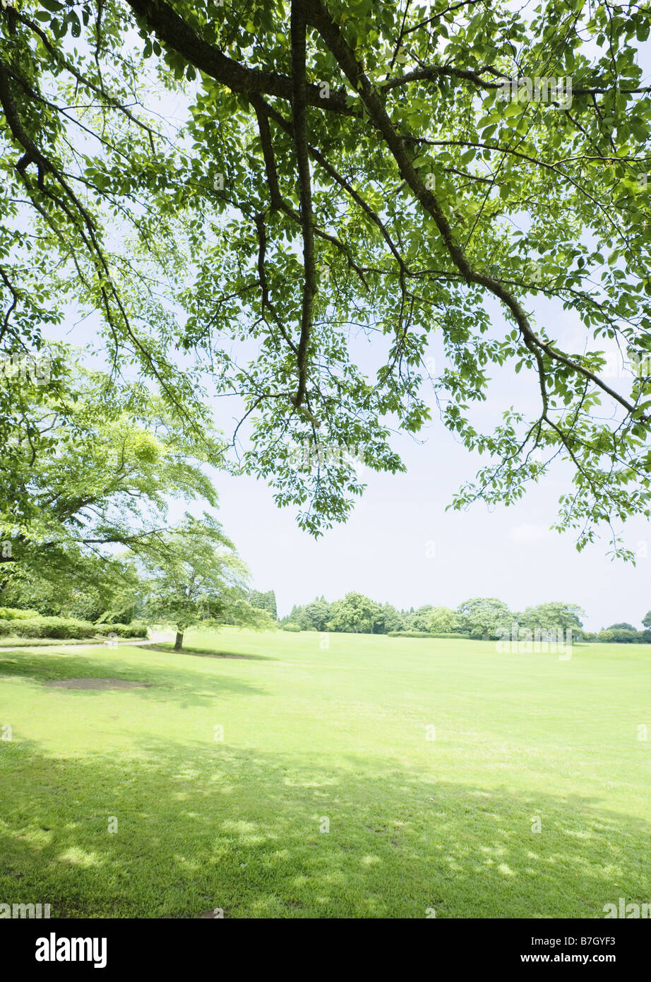 Trees and field of grass Stock Photo - Alamy