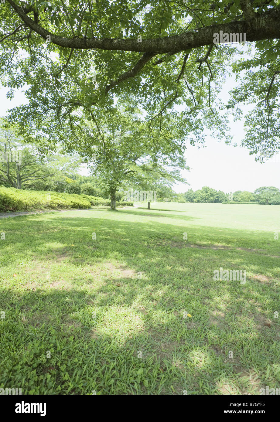 Trees and field of grass Stock Photo - Alamy
