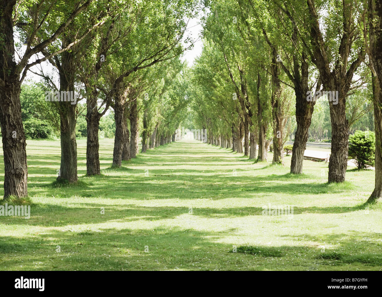 Long treelined road hi-res stock photography and images - Alamy