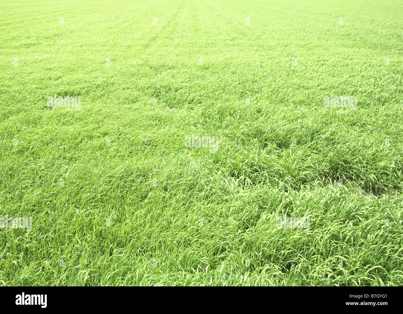 Field of grass Stock Photo - Alamy