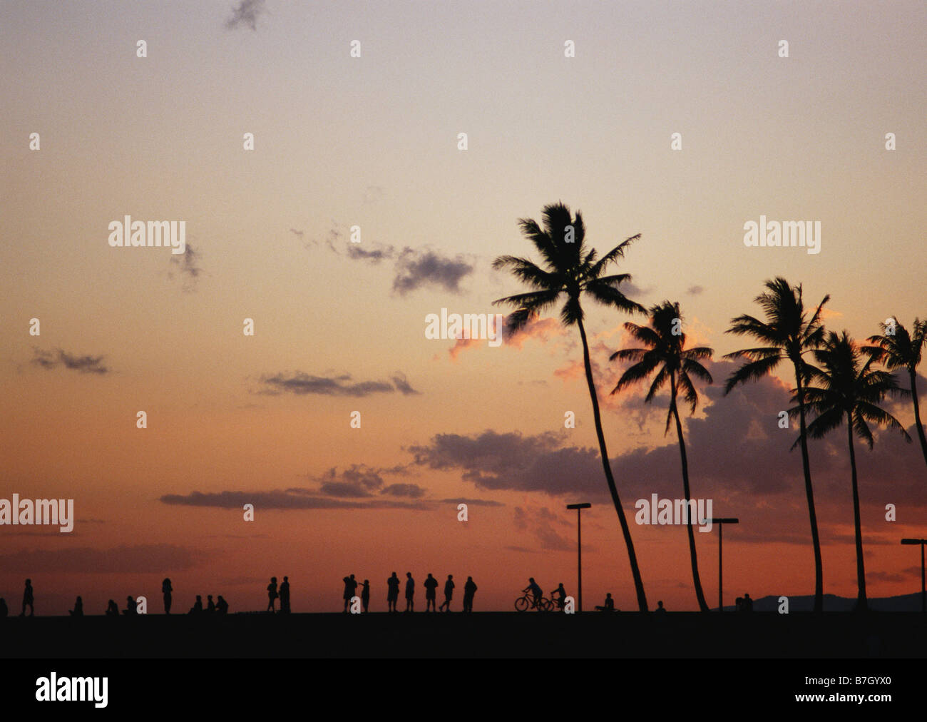 Palm trees in sunset Stock Photo - Alamy