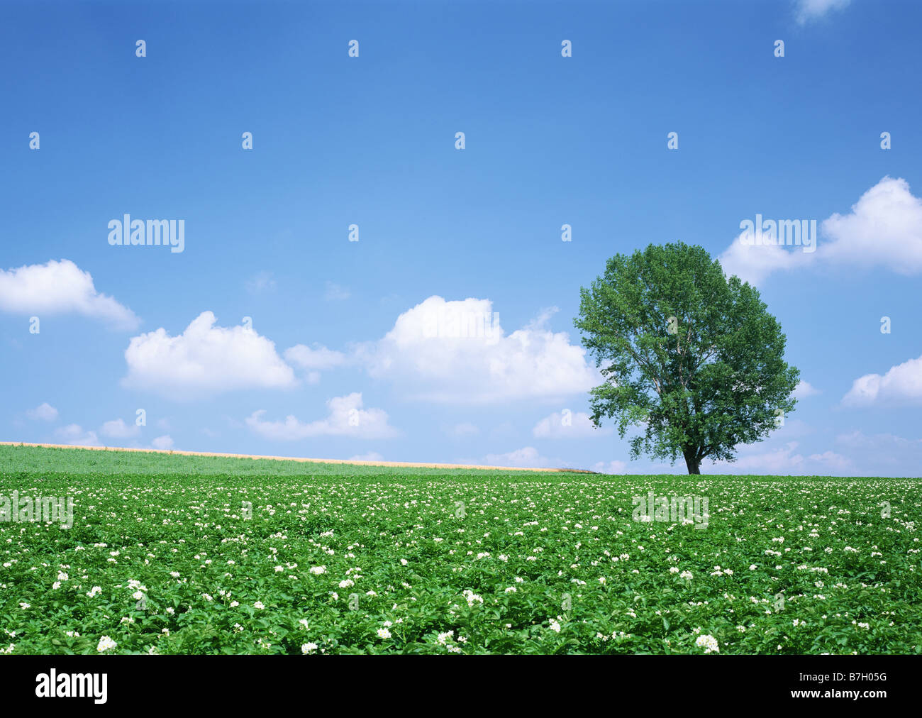The Tree of Philosophy and potato field Stock Photo - Alamy