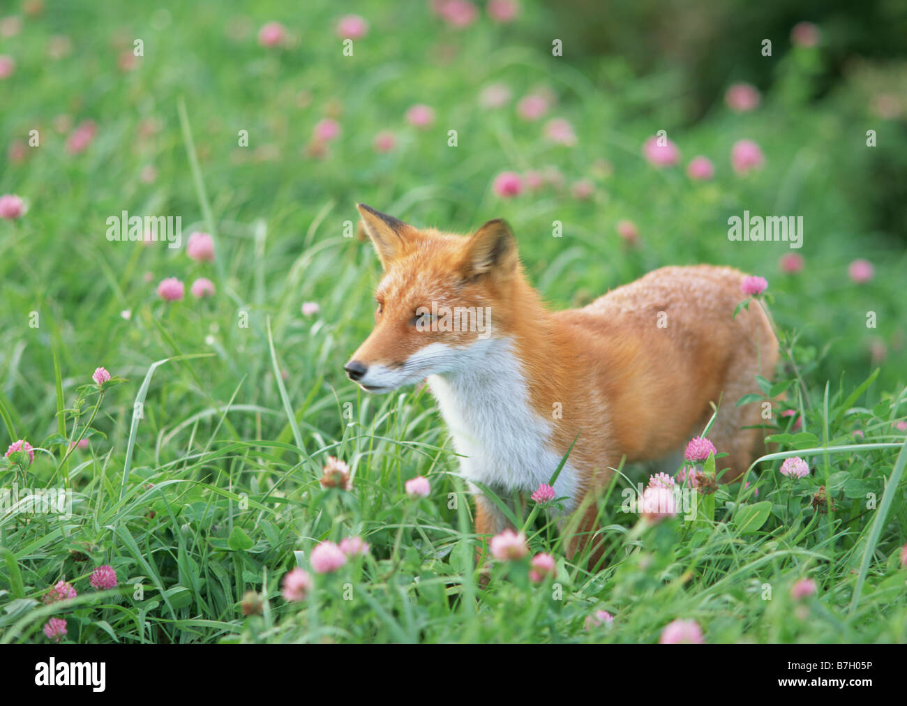 Kitakitsune hi-res stock photography and images - Alamy