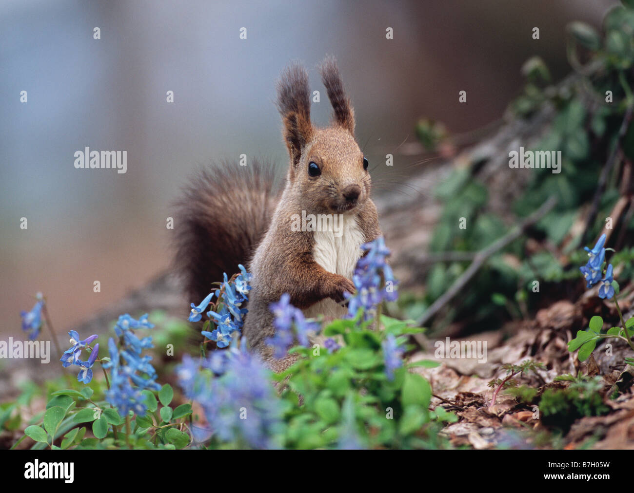 Ezo squirrel hi-res stock photography and images - Alamy