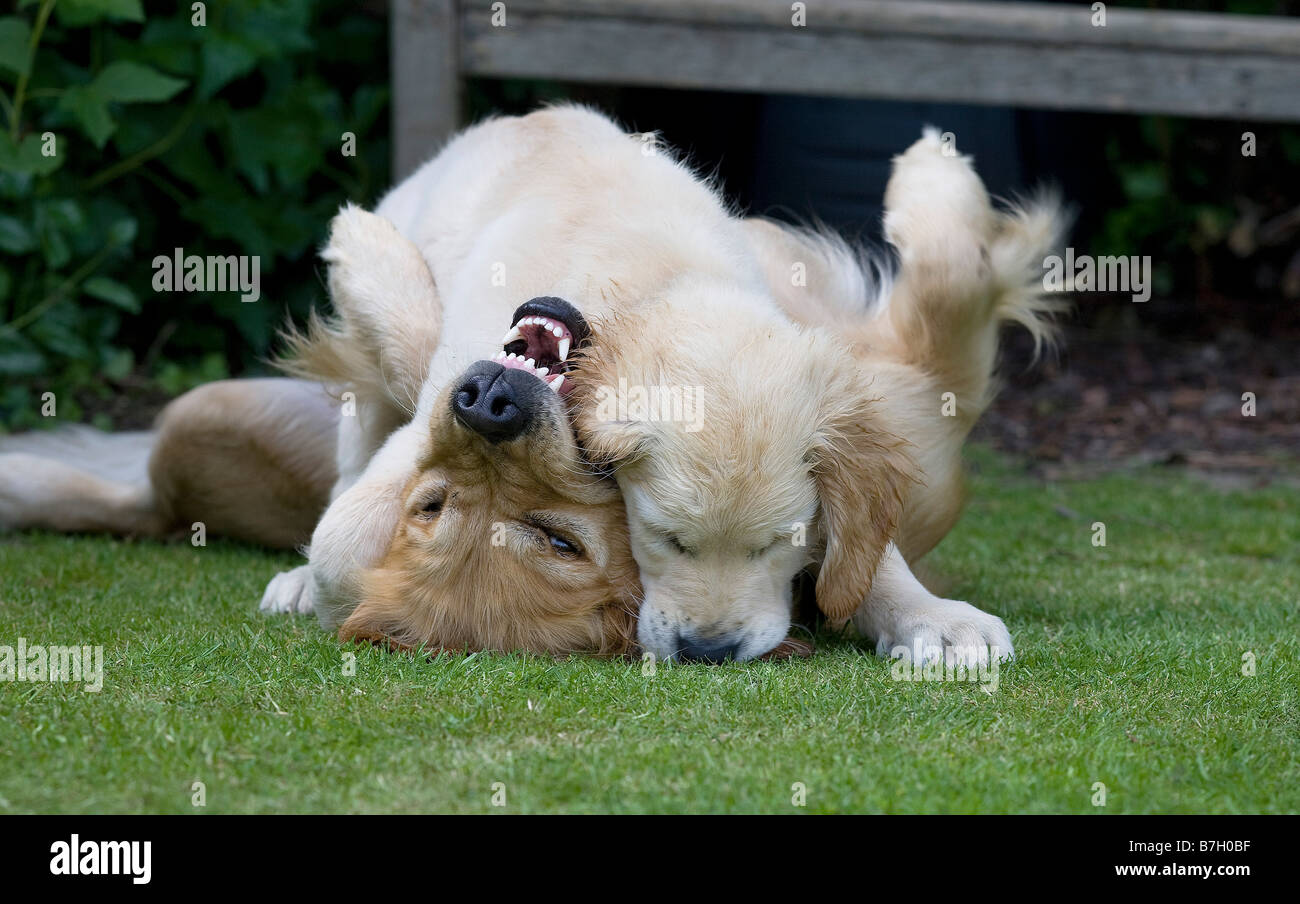 Xylo, a 3 month old golden retriever puppy, plays with his mother Elsa ...