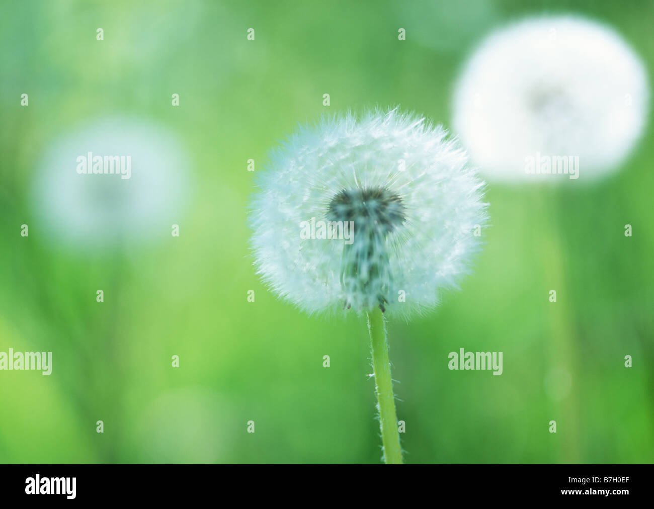 Fluff of a dandelion Stock Photo - Alamy