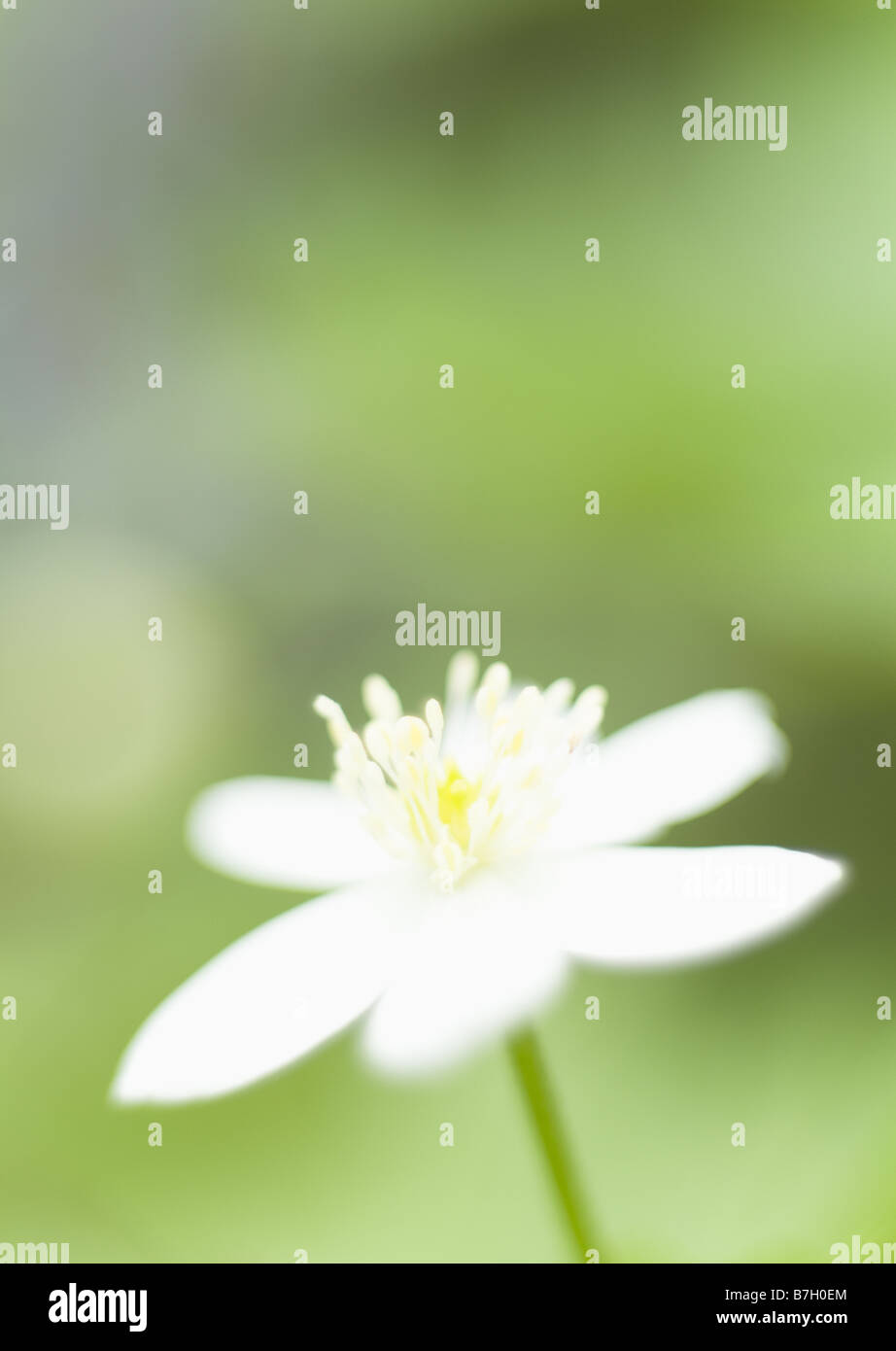 Soft windflower hi-res stock photography and images - Alamy