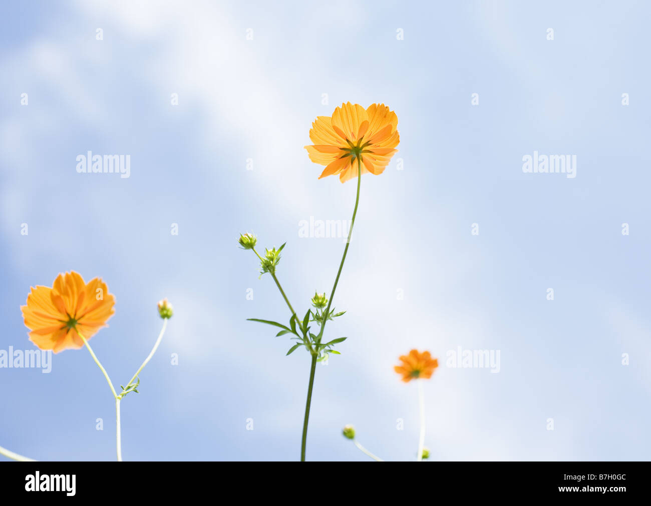 Cosmos yellow cosmos japan hi-res stock photography and images - Alamy