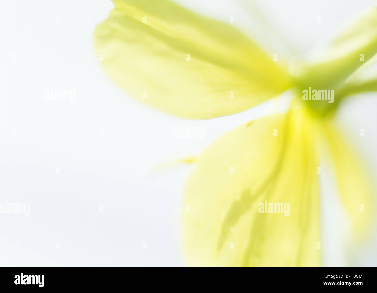 Evening Primrose Sundrops Stock Photo - Alamy