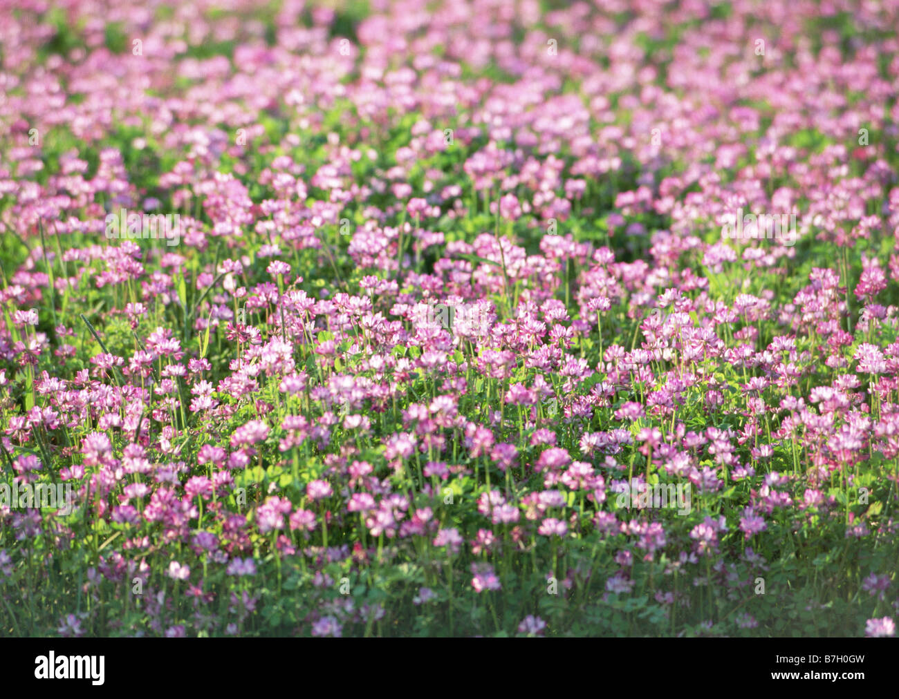 Pink milk vetch hi-res stock photography and images - Alamy