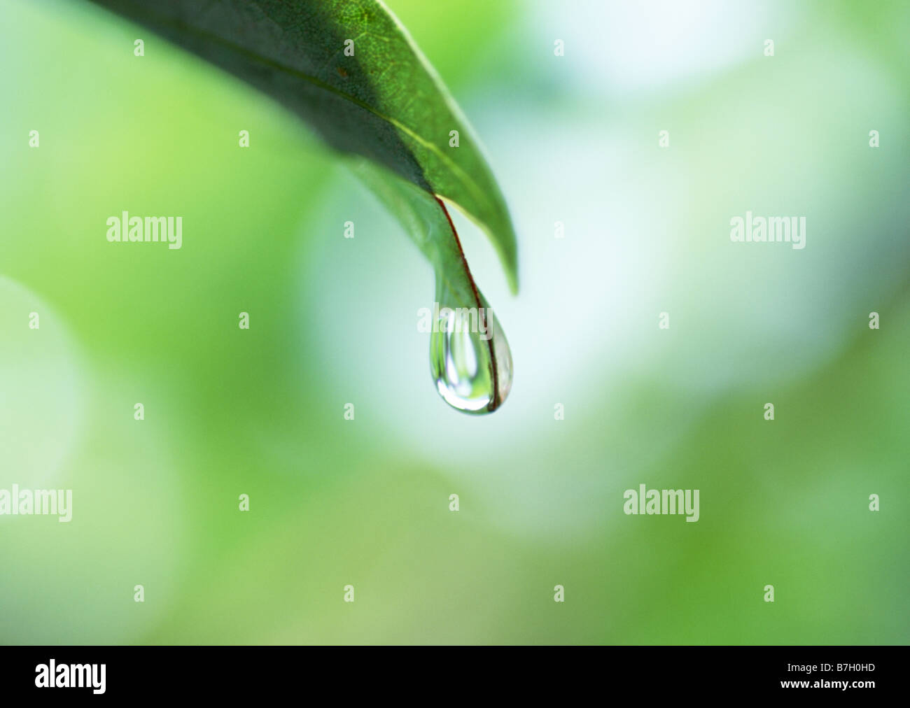 Drop of water on leaf Stock Photo - Alamy