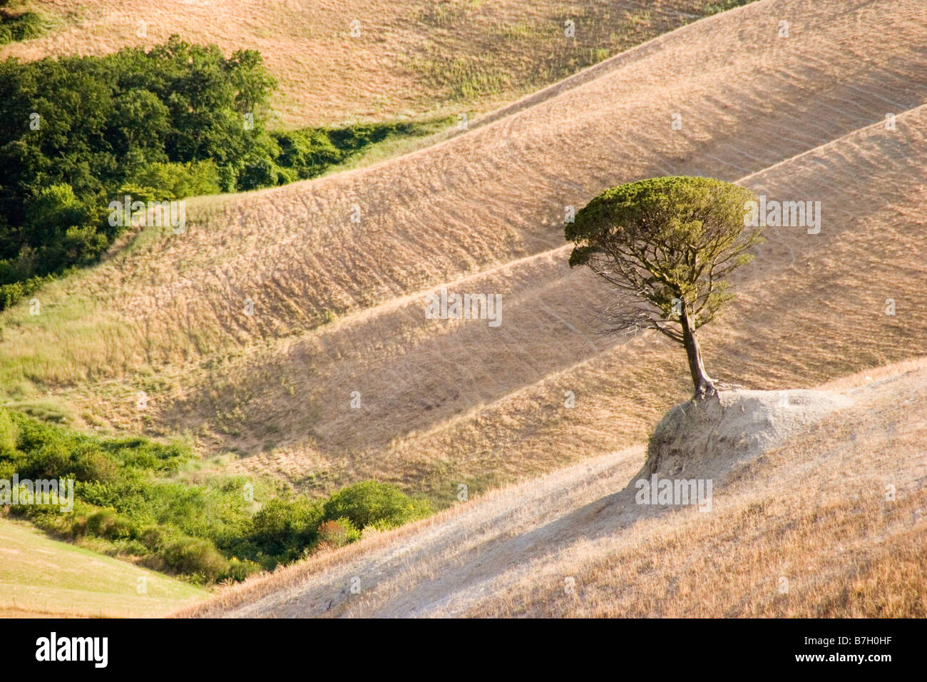 Green hills single tree hi-res stock photography and images - Alamy