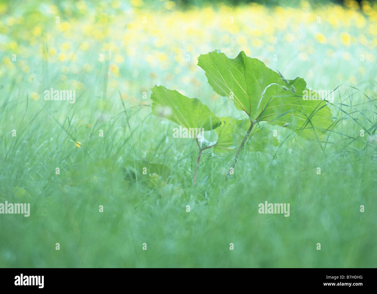 Japanese butterbur hi-res stock photography and images - Alamy