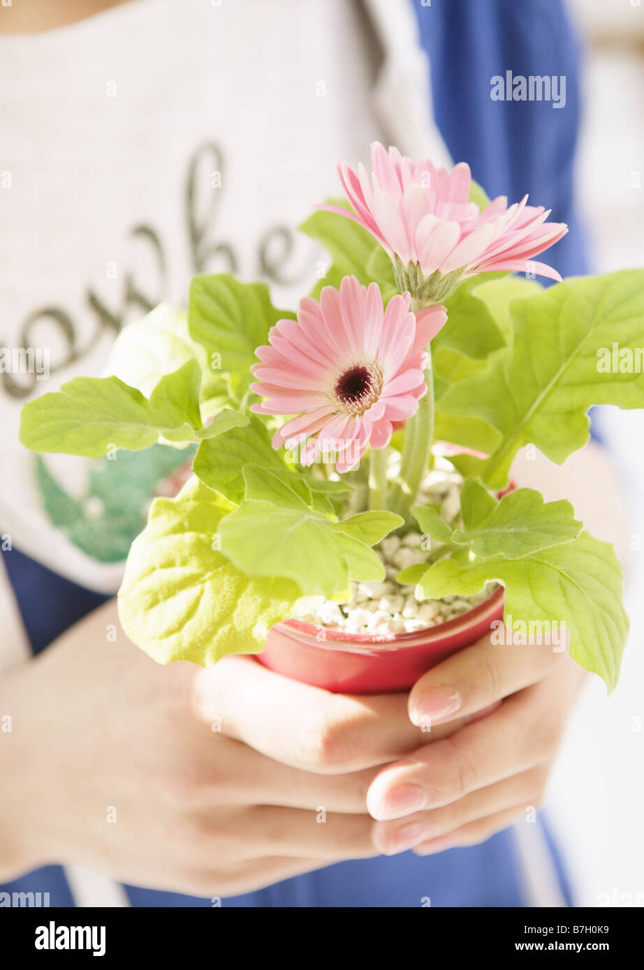 Pink transvaal daisy hi-res stock photography and images - Alamy
