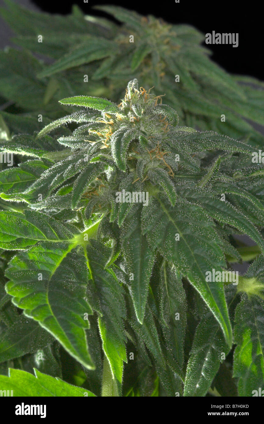 Mature marijuana cannabis plants hi-res stock photography and images ...