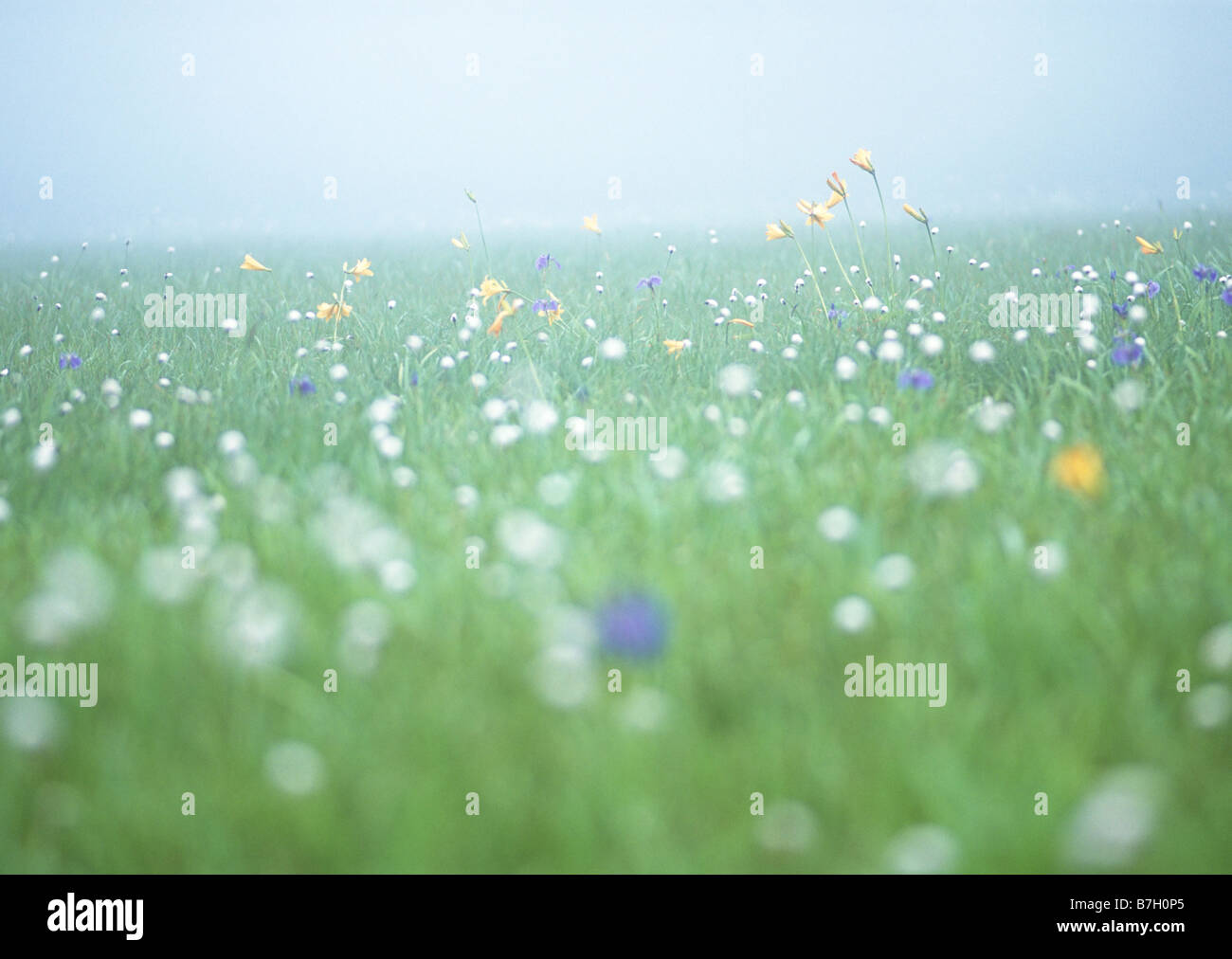 Overcrowding garden hi-res stock photography and images - Alamy