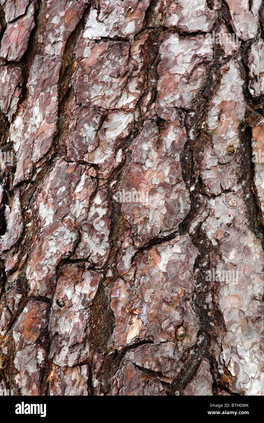 Conifer tree bark hi-res stock photography and images - Alamy