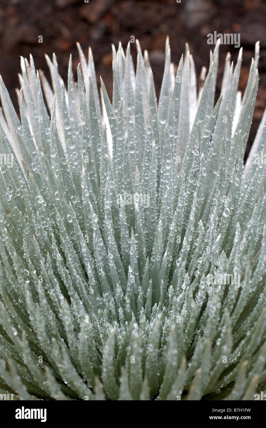 Silver sword plant hi-res stock photography and images - Alamy