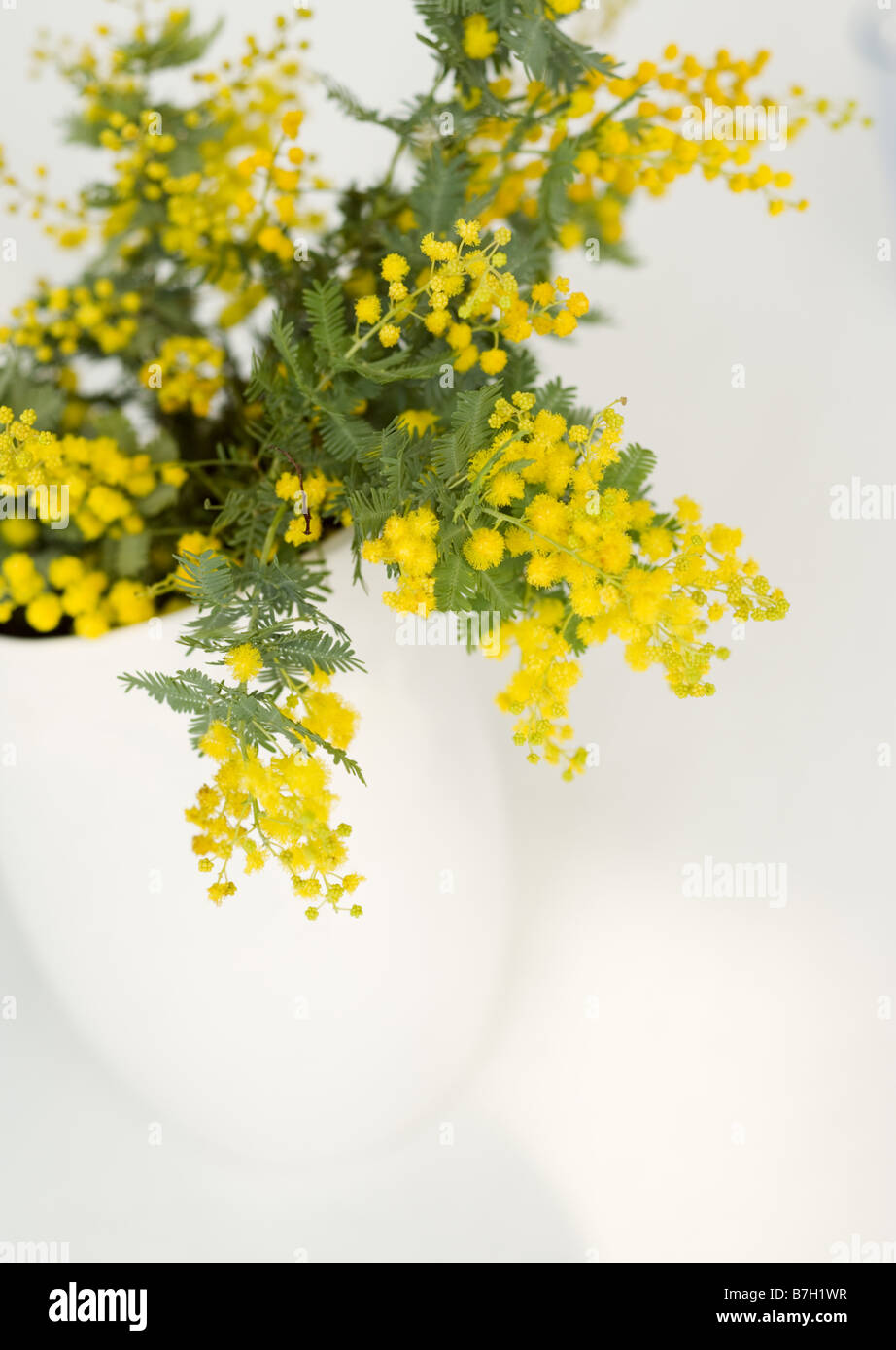 Mimosa pudica in pot Stock Photo - Alamy