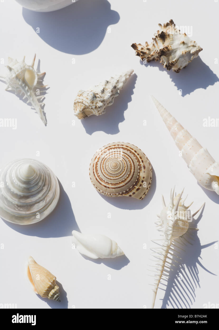 Murex seashells hi-res stock photography and images - Alamy