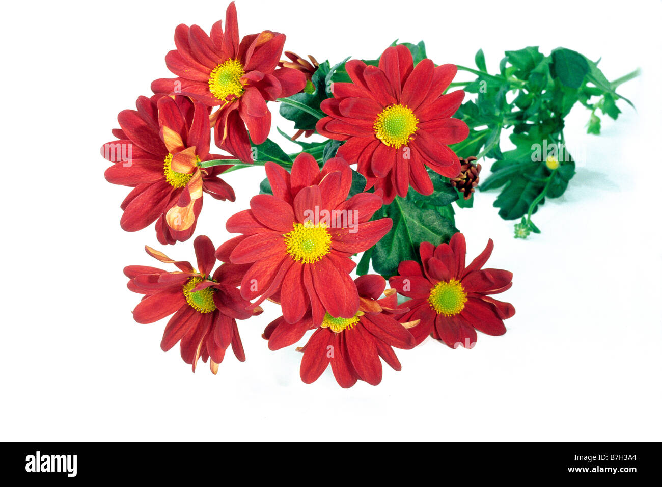 Chrysanthemum (Chrysanthemum Indicum Hybride, Dendranthema indicum ...