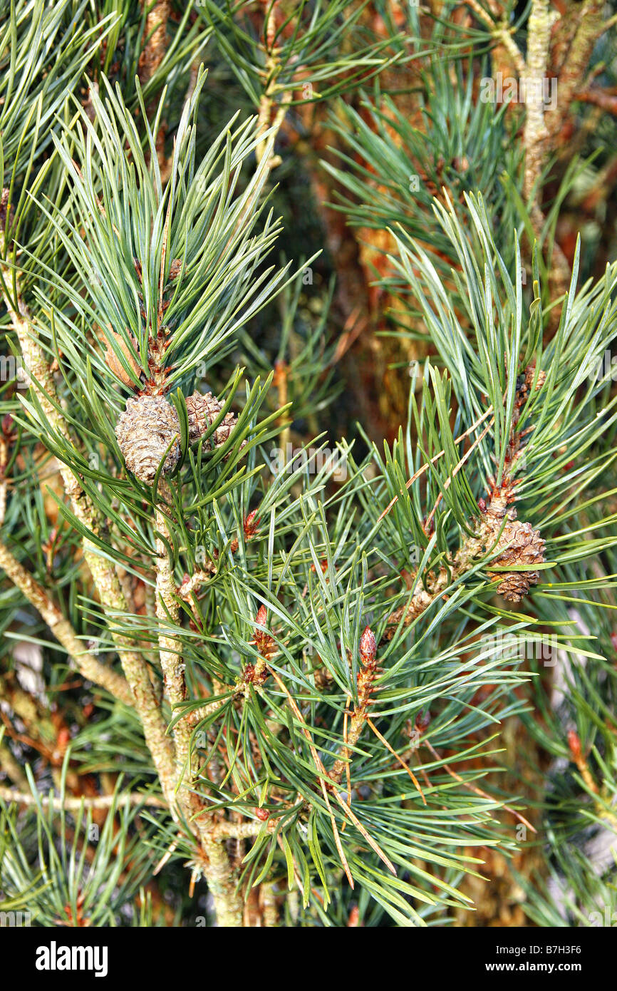 PINUS SYLVATICA FASTIGIATA GROUP AT RHS ROSEMOOR DEVON Stock Photo - Alamy