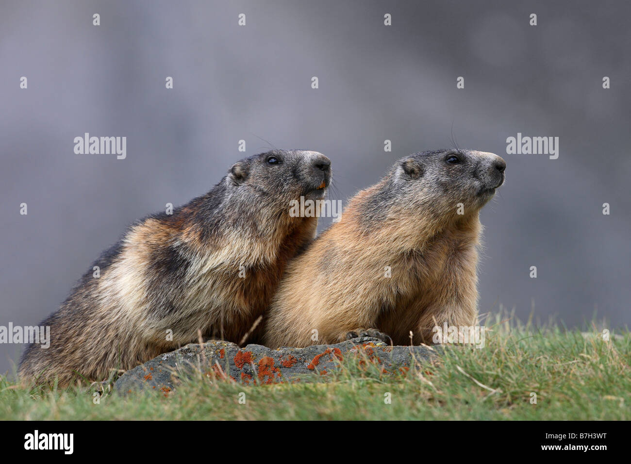 Alpine Marmot (Marmota marmota), couple Stock Photo - Alamy