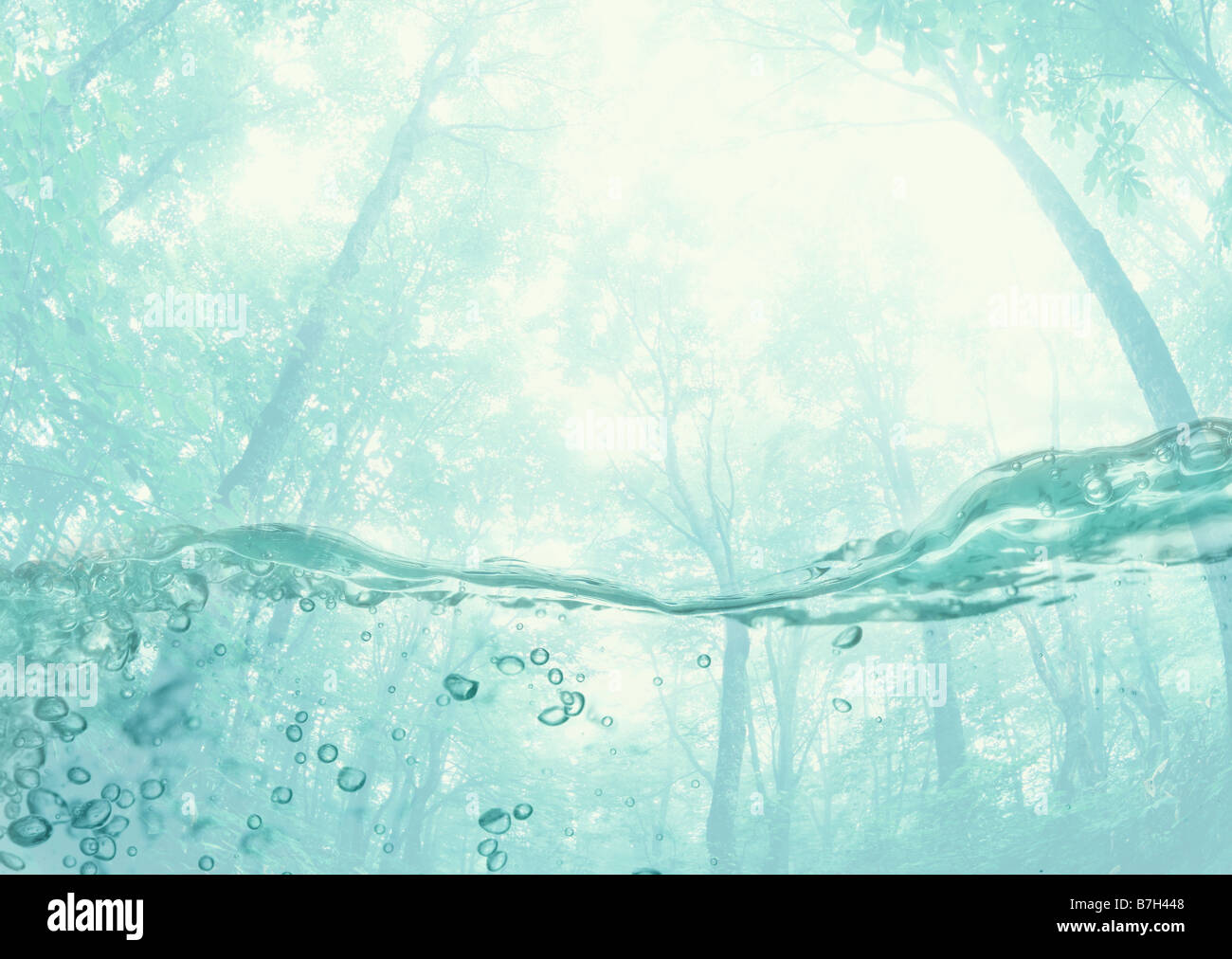 Forest and water Stock Photo - Alamy