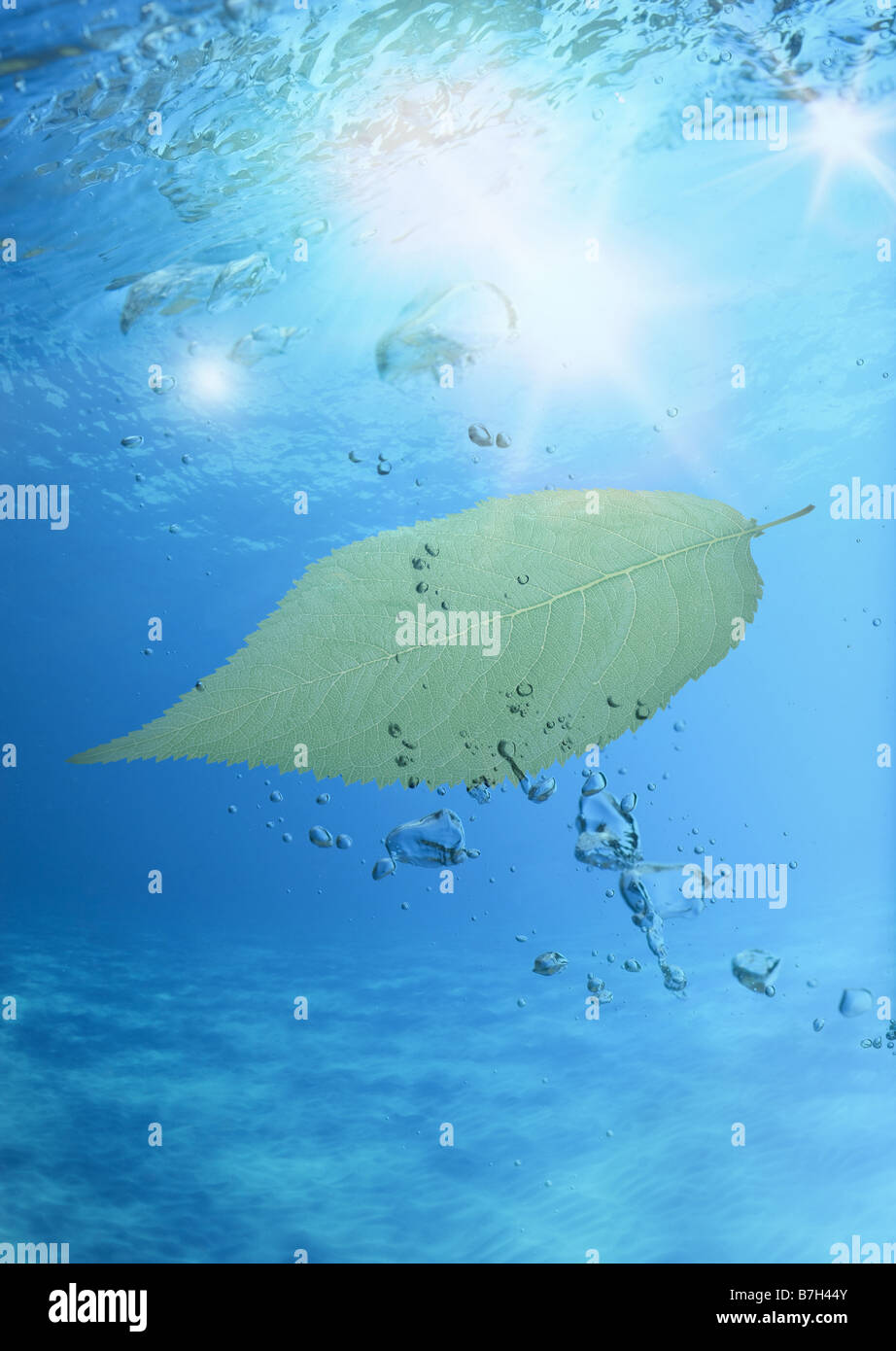 Leaf in water Stock Photo - Alamy