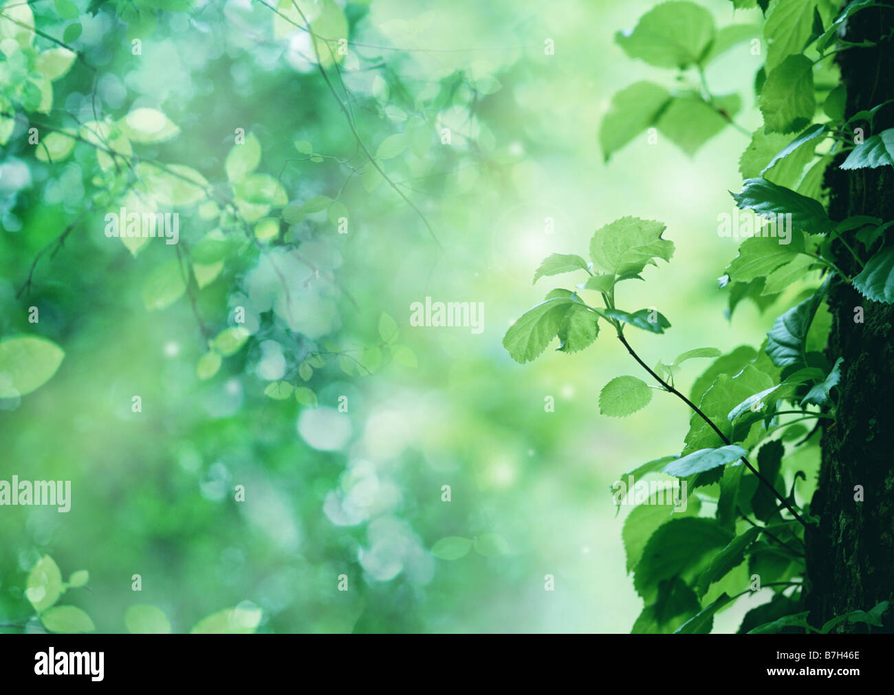 Sunbeams shining through trees Stock Photo - Alamy