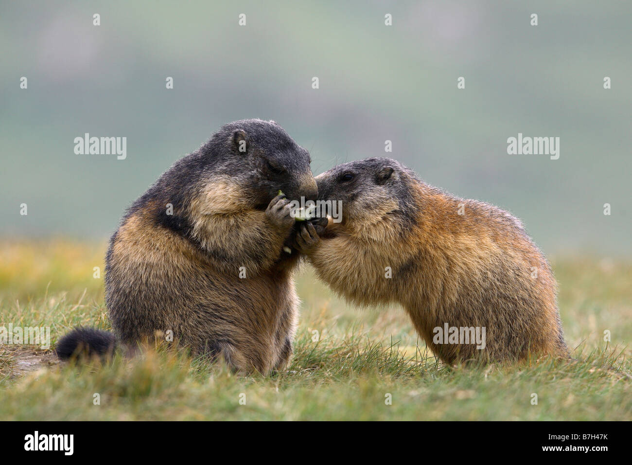 Animal behavior marmota hi-res stock photography and images - Alamy