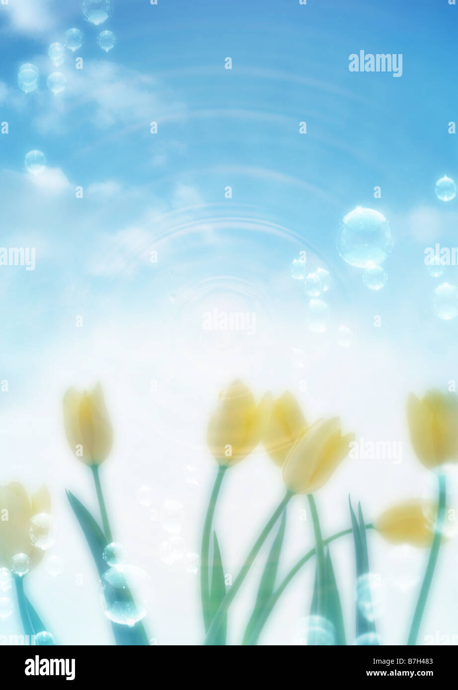 Tulips bubble hi-res stock photography and images - Alamy