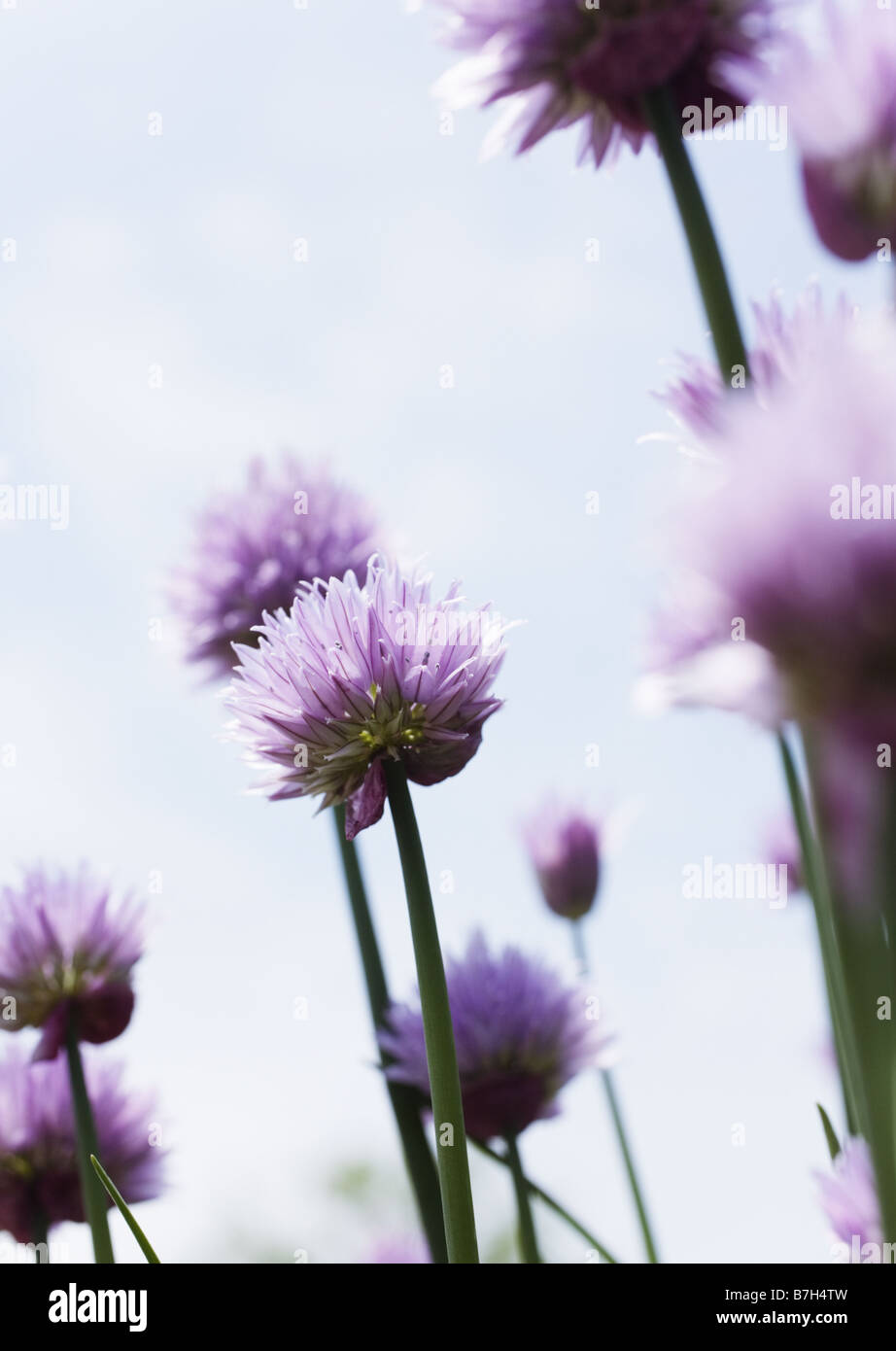 Chive photography hi-res stock photography and images - Alamy