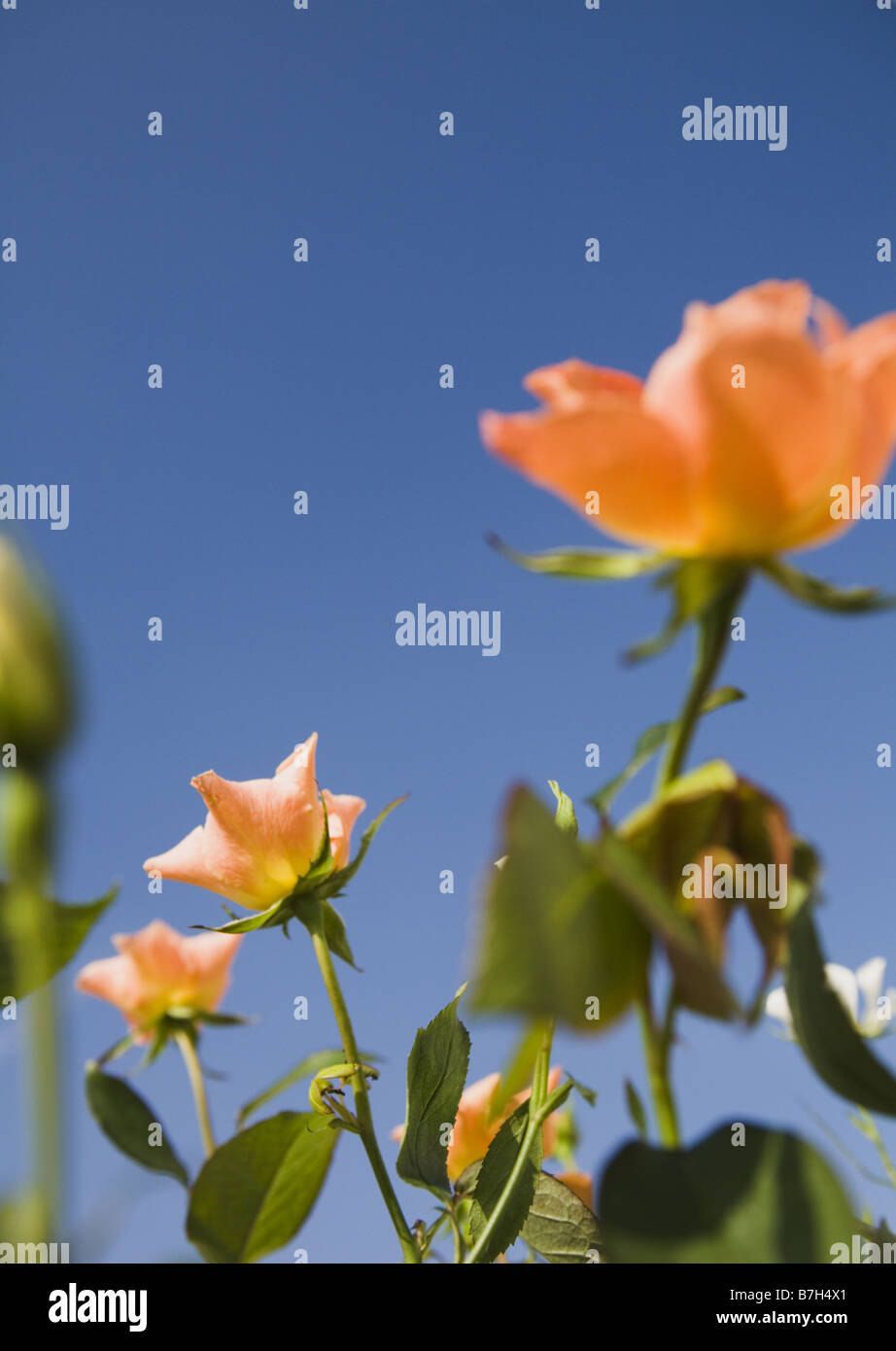 Roses field nobody vertical hi-res stock photography and images - Alamy