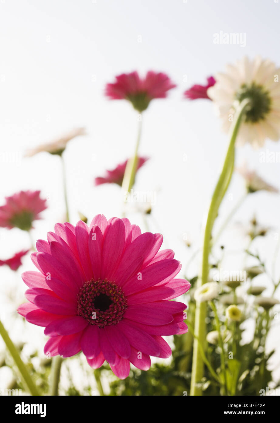 The transvaal daisy hi-res stock photography and images - Alamy