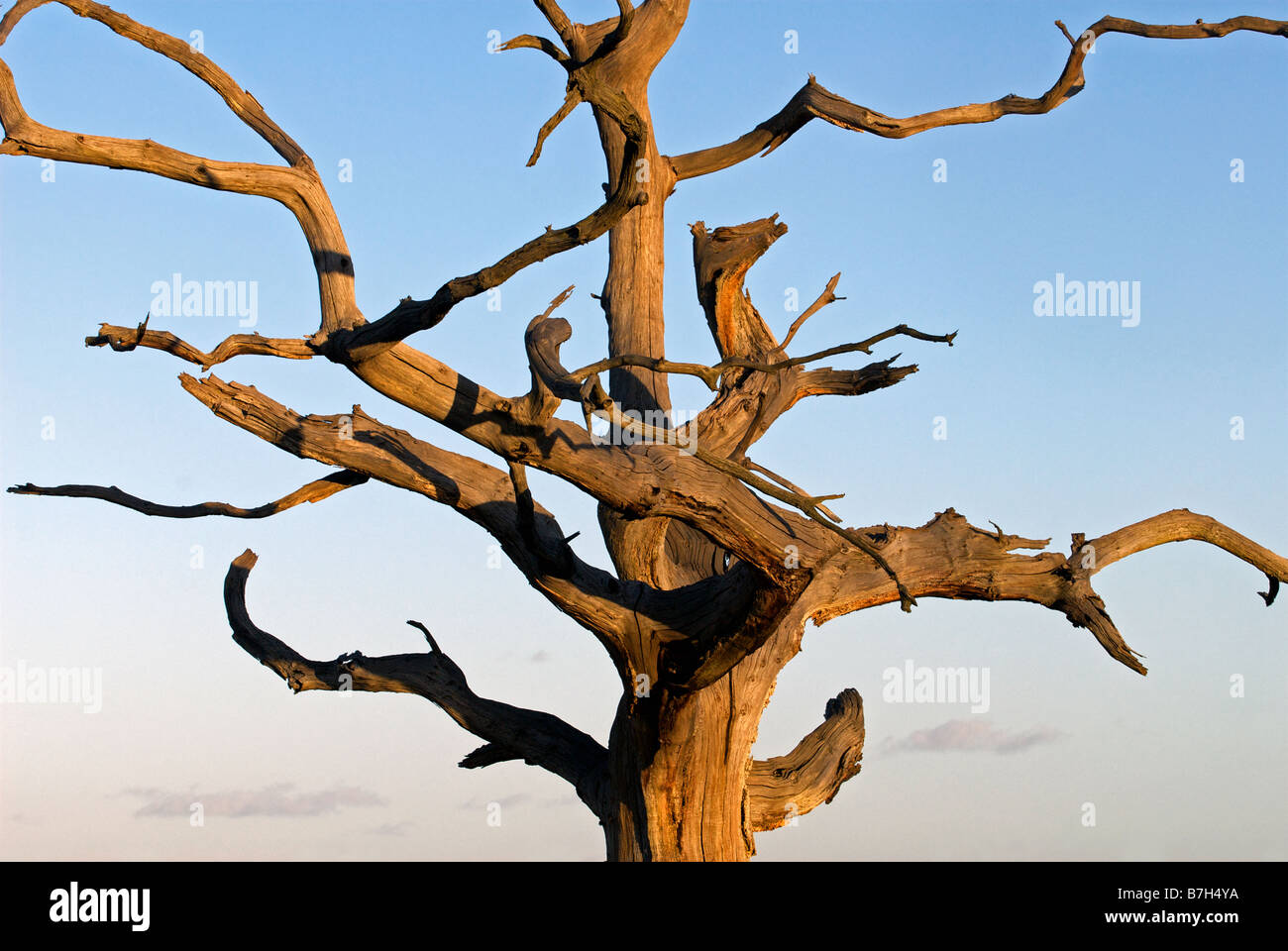 Dead tree, Snape marshes, Suffolk, UK Stock Photo - Alamy