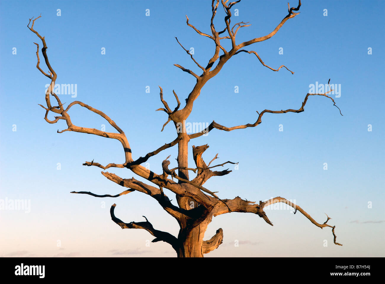 Dead tree, Snape marshes, Suffolk, UK Stock Photo - Alamy
