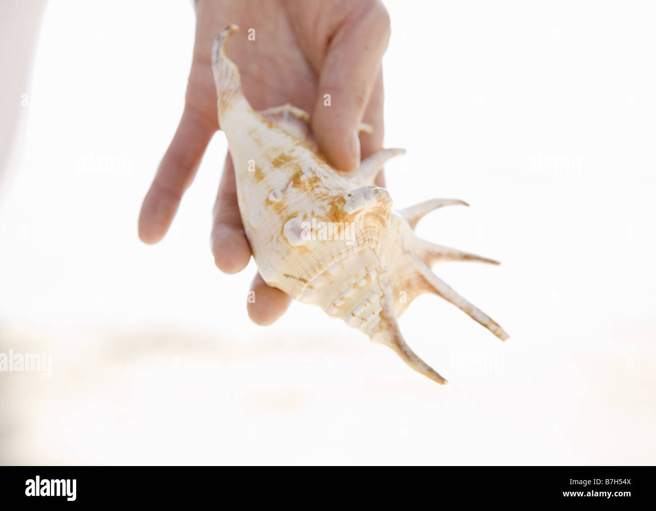 Thorn conch shell hi-res stock photography and images - Alamy
