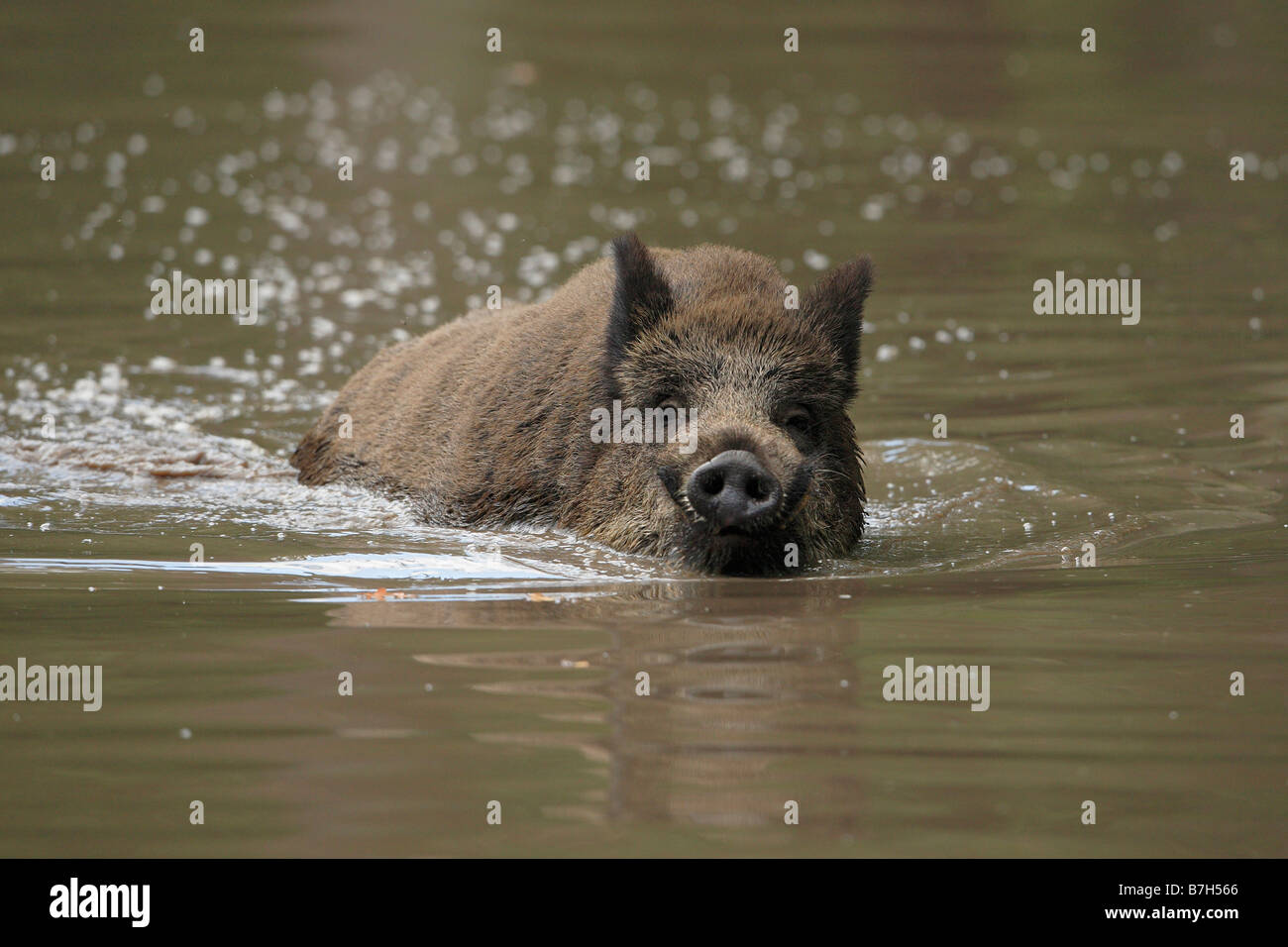 Wild boar in water hi-res stock photography and images - Alamy
