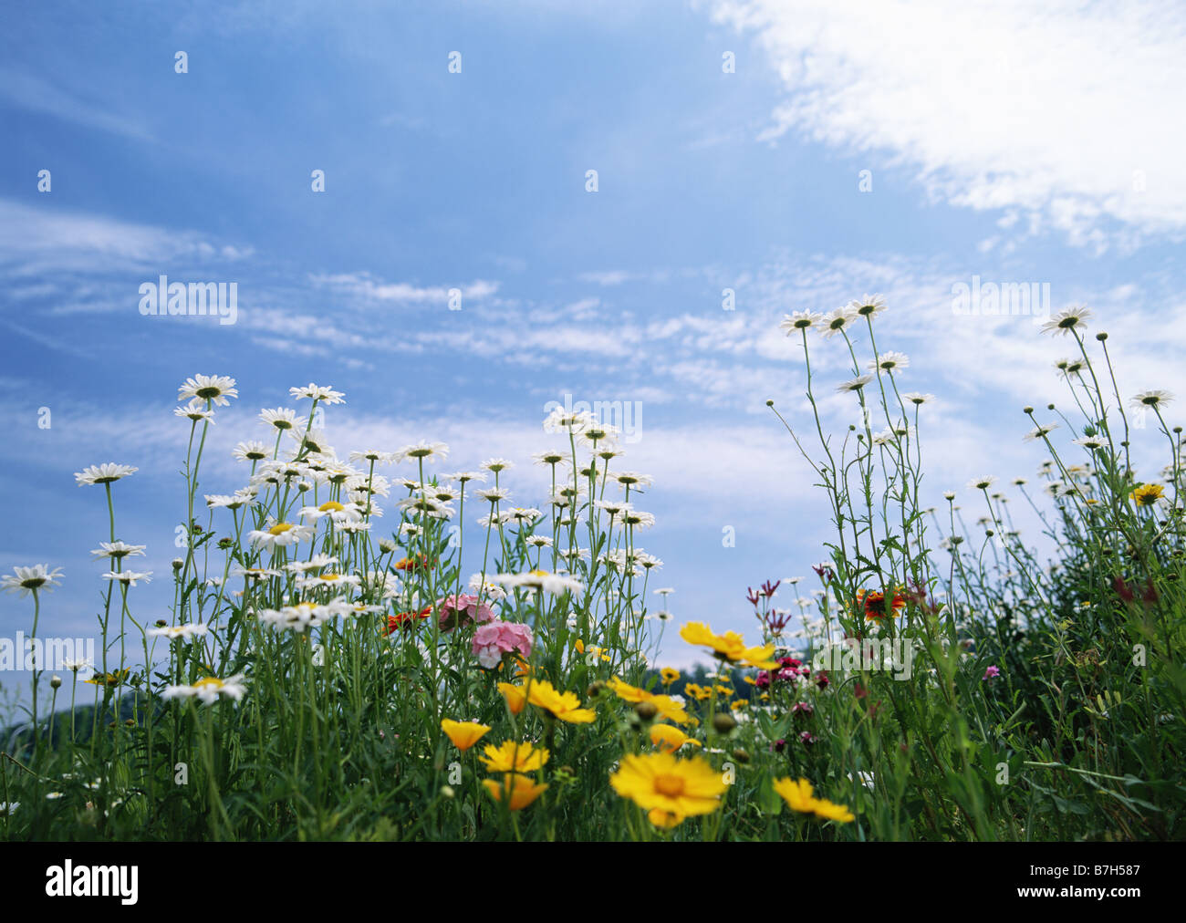 Flower field and sky Stock Photo - Alamy