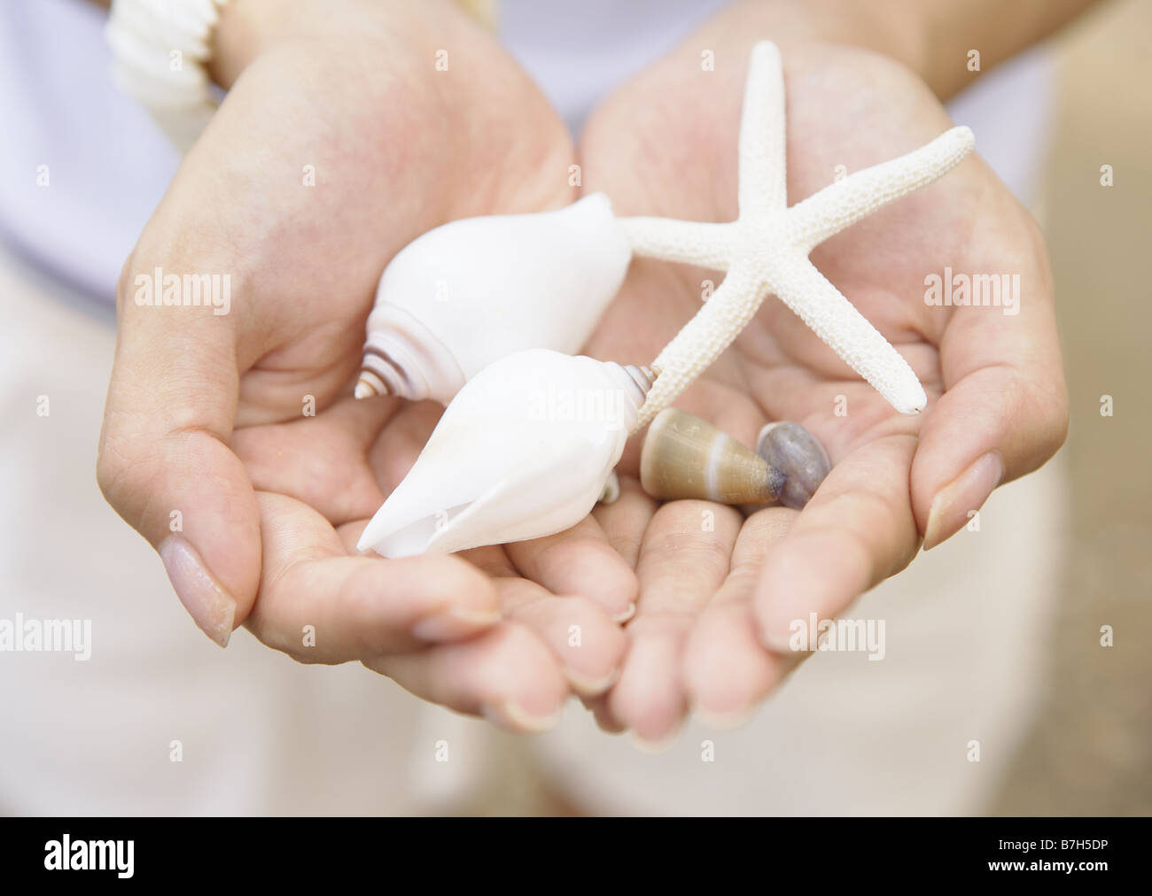 Person holding seashell animal shell hi-res stock photography and ...